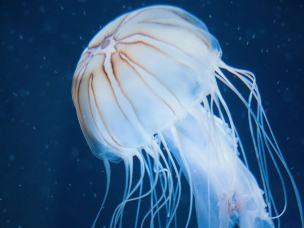 Home - Marine Biodiversity Portal of Bangladesh