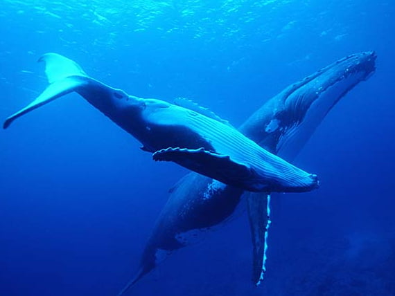 Home - Marine Biodiversity Portal of Bangladesh