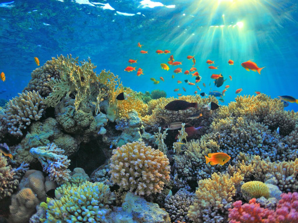 Home - Marine Biodiversity Portal of Bangladesh