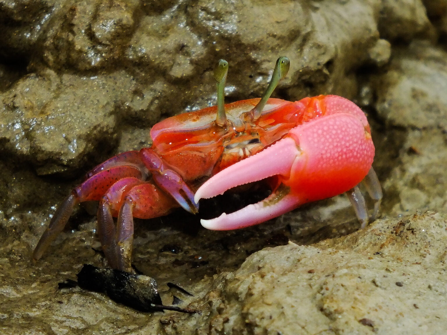 Home - Marine Biodiversity Portal of Bangladesh
