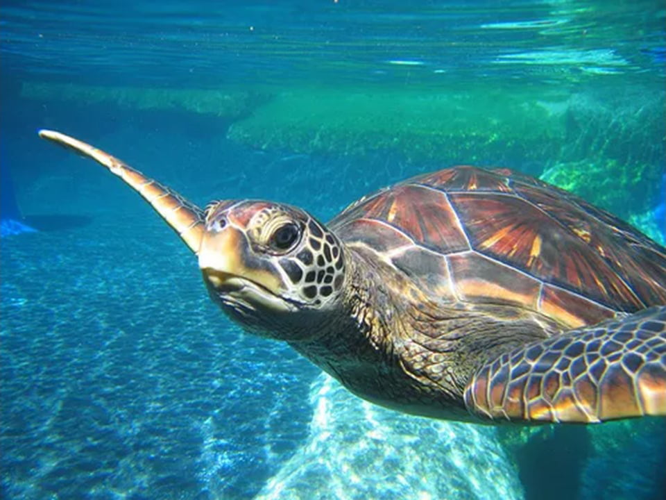 Home - Marine Biodiversity Portal of Bangladesh