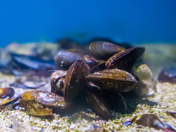 Molluscs - Marine Biodiversity Portal of Bangladesh