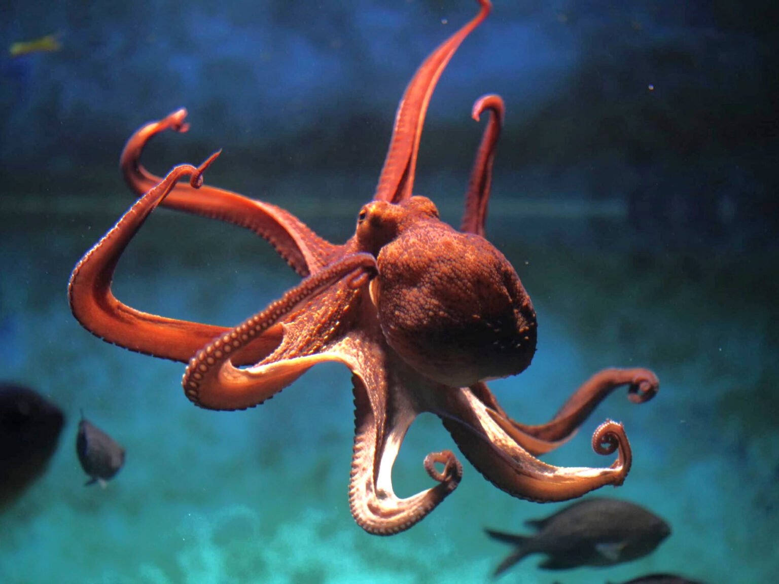 Molluscs - Marine Biodiversity Portal of Bangladesh