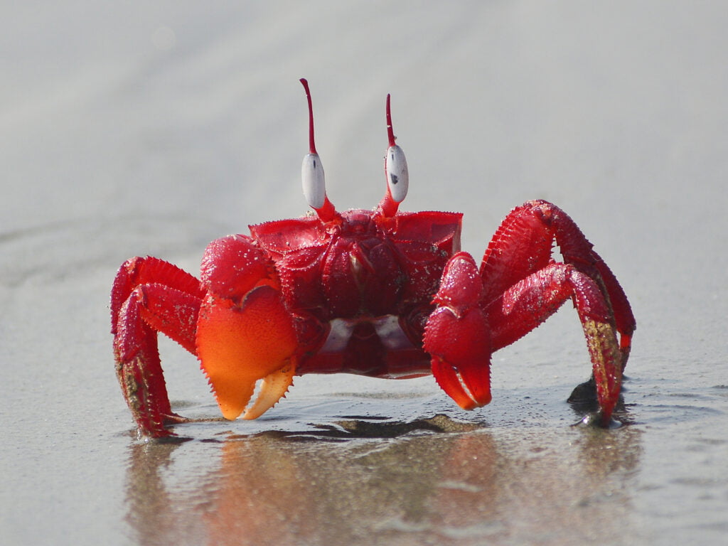 Crustaceans - Marine Biodiversity Portal of Bangladesh