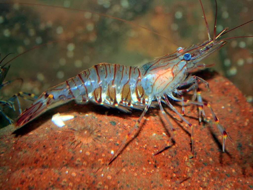 Crustaceans - Marine Biodiversity Portal of Bangladesh