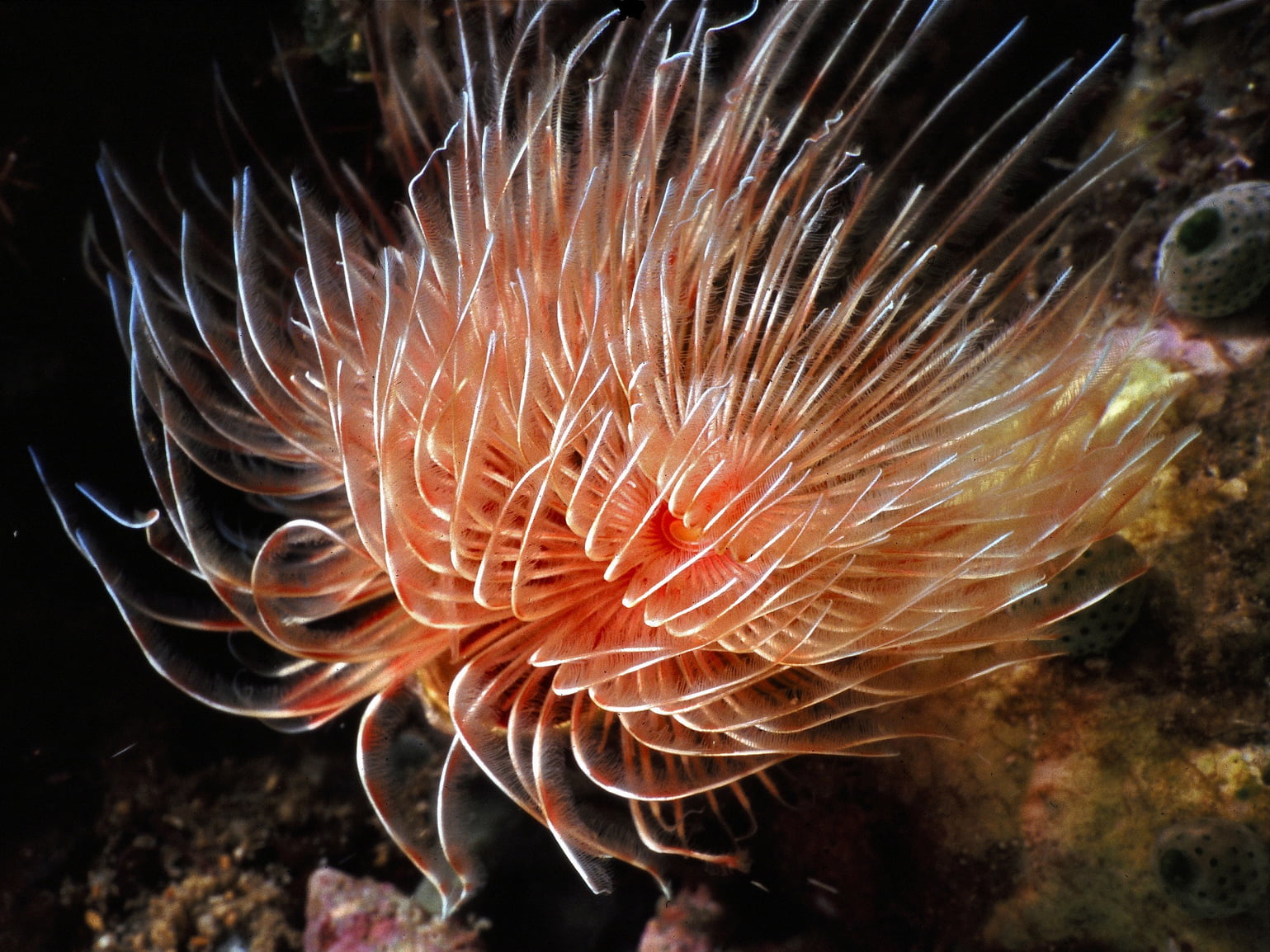 Polychaetes - Marine Biodiversity Portal of Bangladesh