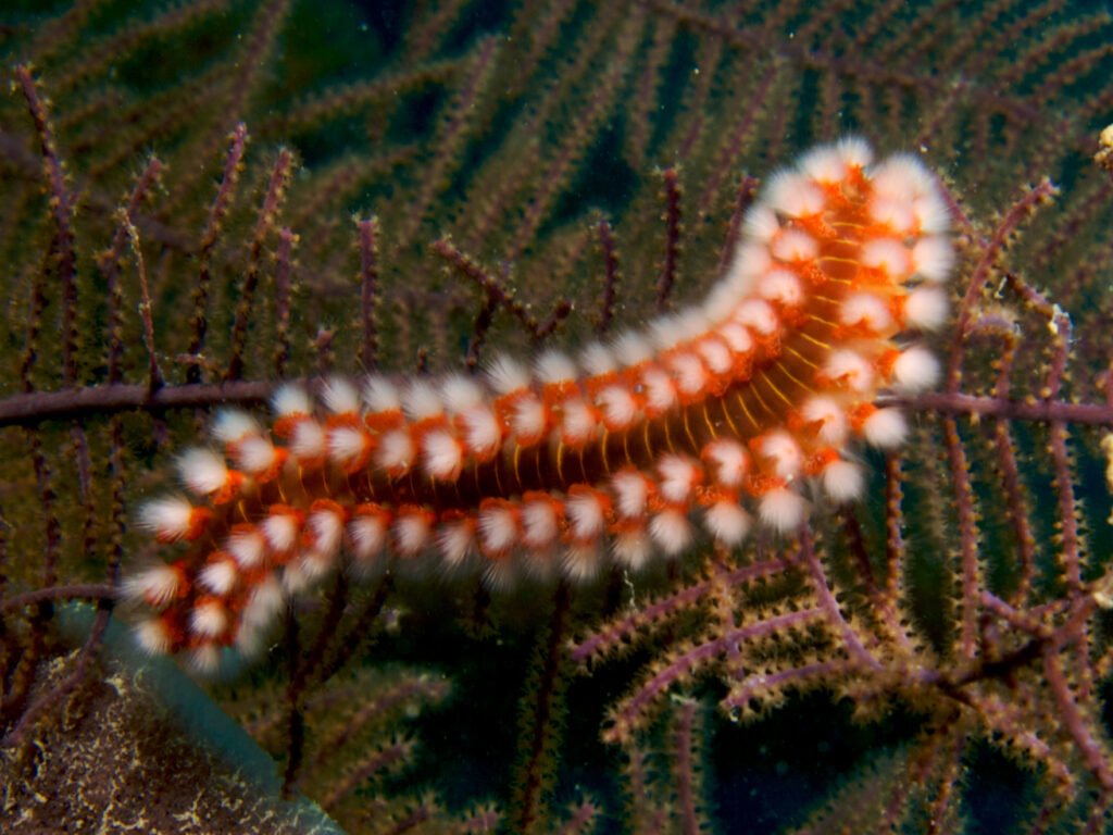 Polychaetes - Marine Biodiversity Portal of Bangladesh