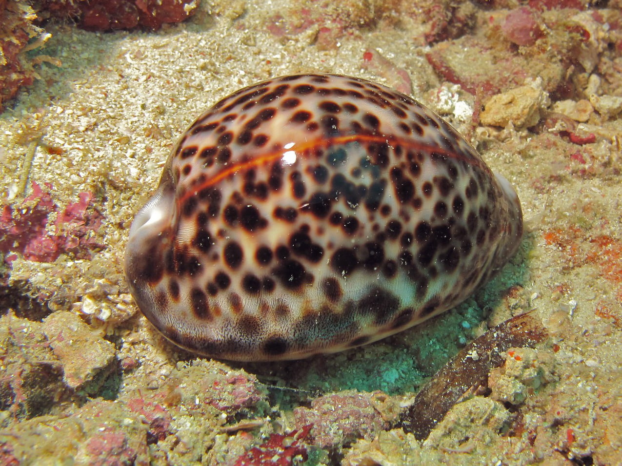 Molluscs - Marine Biodiversity Portal of Bangladesh