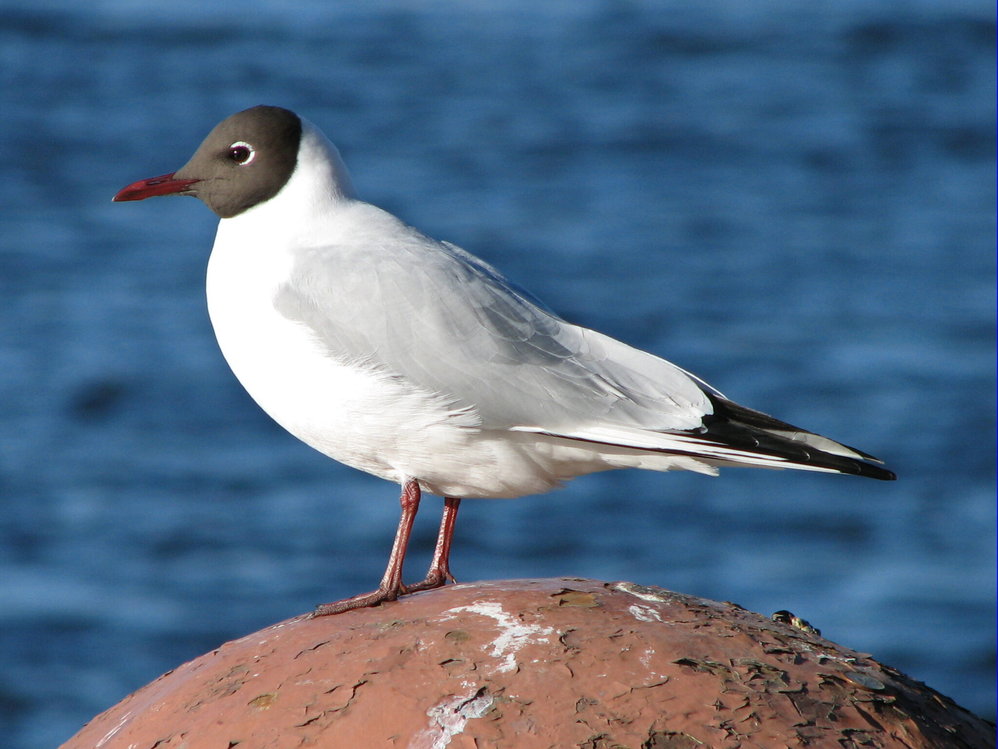 Home - Marine Biodiversity Portal of Bangladesh