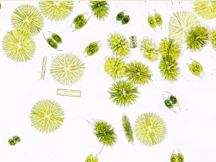 Plankton - Marine Biodiversity Portal of Bangladesh