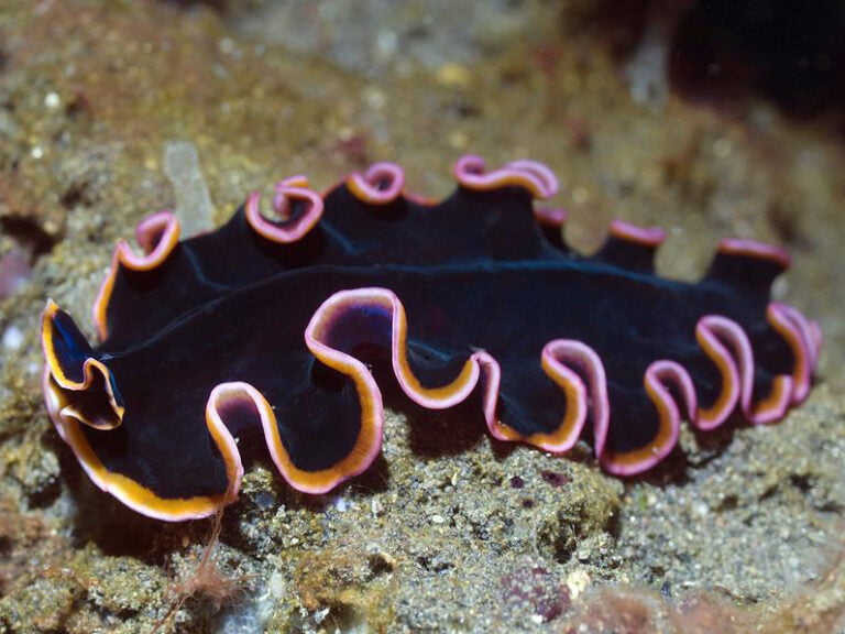 Marine Worms - Marine Biodiversity Portal of Bangladesh