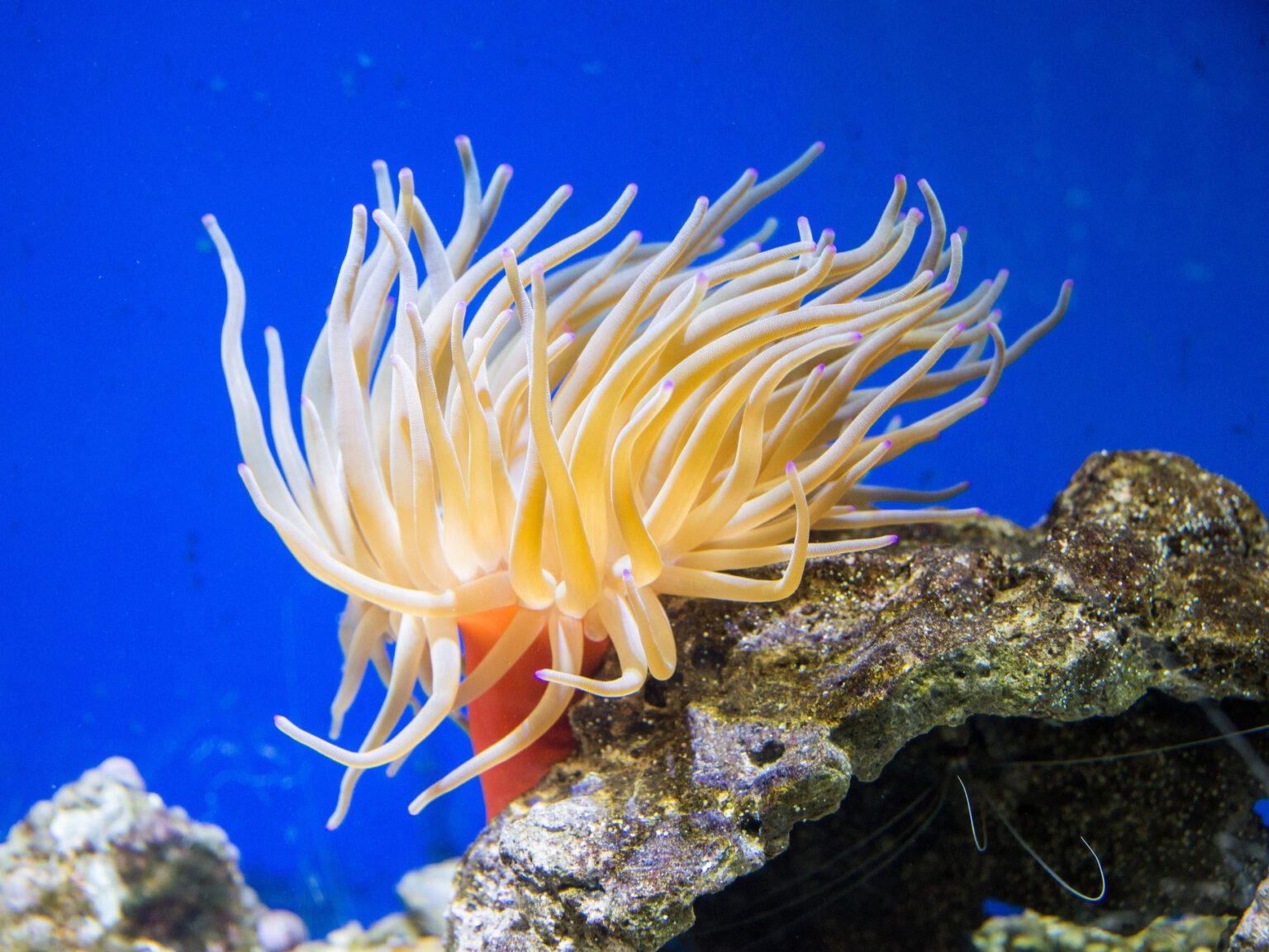 Cnidarians - Marine Biodiversity Portal of Bangladesh