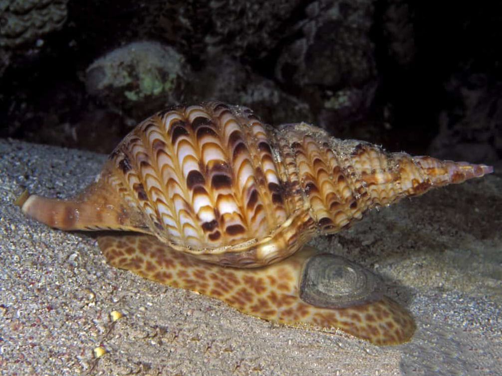 Gastropods - Marine Biodiversity Portal of Bangladesh