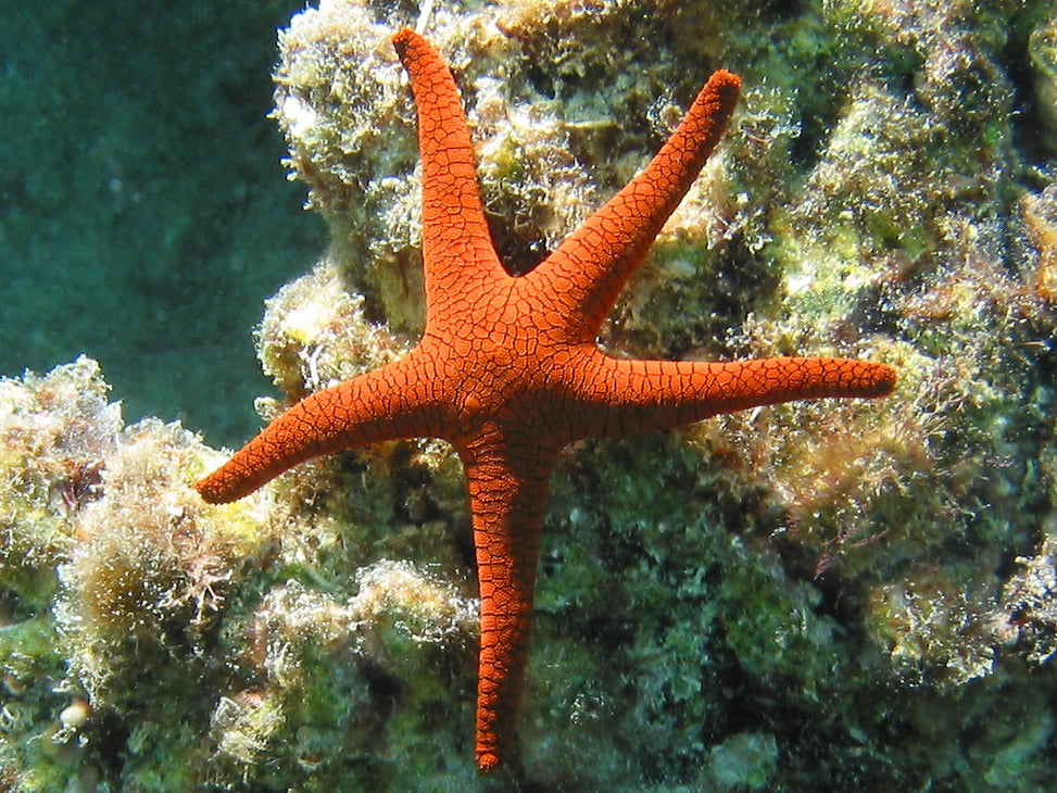 Echinoderms - Marine Biodiversity Portal of Bangladesh