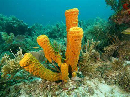 Home - Marine Biodiversity Portal of Bangladesh