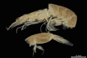 Acetes chinensis - Marine Biodiversity Portal of Bangladesh