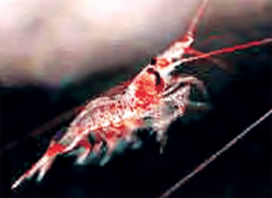 Acetes erythraeus - Marine Biodiversity Portal of Bangladesh