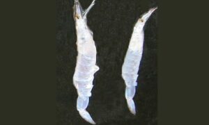 Acetes erythraeus - Marine Biodiversity Portal of Bangladesh