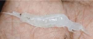 Acetes indicus - Marine Biodiversity Portal of Bangladesh