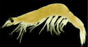 Acetes vulgaris - Marine Biodiversity Portal of Bangladesh