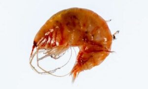 Ampelisca bocki - Marine Biodiversity Portal of Bangladesh