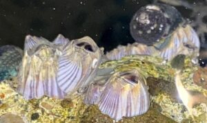 Amphibalanus amphitrite - Marine Biodiversity Portal of Bangladesh