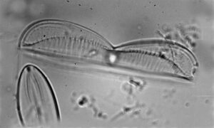 Amphiprora gigantea - Marine Biodiversity Portal of Bangladesh
