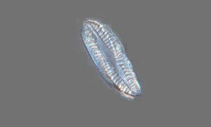 Amphiprora sp. - Marine Biodiversity Portal of Bangladesh