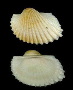 Bivalves - Marine Biodiversity Portal of Bangladesh