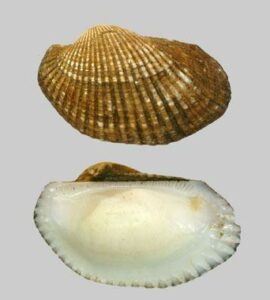 Bivalves - Marine Biodiversity Portal of Bangladesh