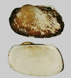 Bivalves - Marine Biodiversity Portal of Bangladesh