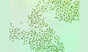 Phytoplankton - Marine Biodiversity Portal of Bangladesh