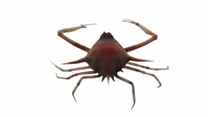 Crabs - Marine Biodiversity Portal of Bangladesh