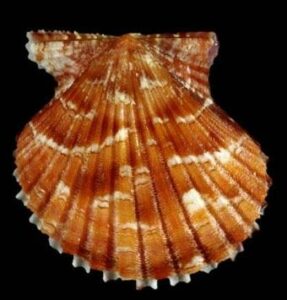Bivalves - Marine Biodiversity Portal of Bangladesh
