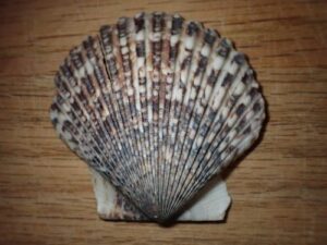 Argopecten ventricosus - Marine Biodiversity Portal of Bangladesh