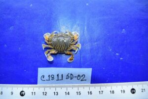 Crabs - Marine Biodiversity Portal of Bangladesh