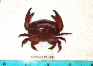 Crabs - Marine Biodiversity Portal of Bangladesh