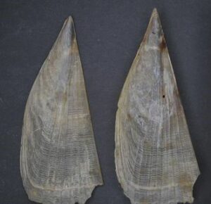 Bivalves - Marine Biodiversity Portal of Bangladesh