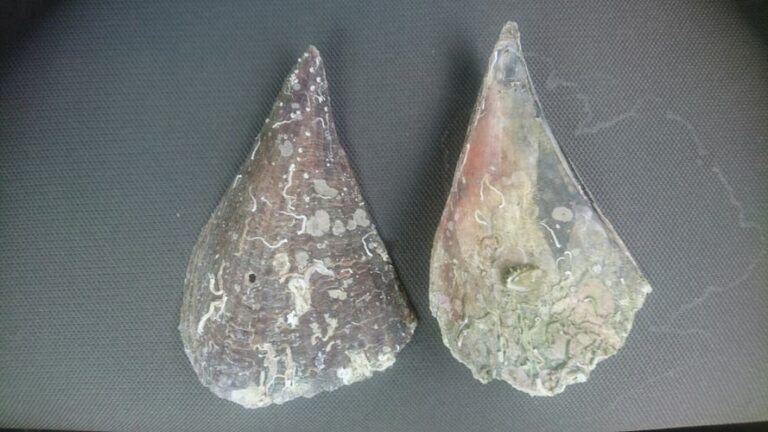 Bivalves - Marine Biodiversity Portal of Bangladesh