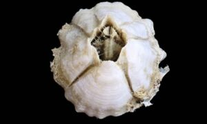 Balanus glandula - Marine Biodiversity Portal of Bangladesh