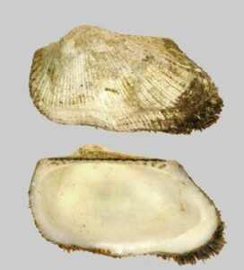 Bivalves - Marine Biodiversity Portal of Bangladesh