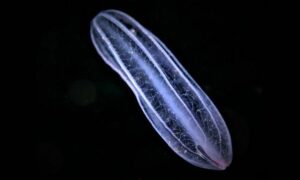 Zooplankton - Marine Biodiversity Portal of Bangladesh