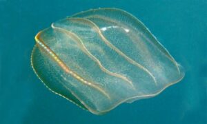 Beroe ovatus - Marine Biodiversity Portal of Bangladesh