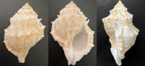 Bufonaria rana - Marine Biodiversity Portal of Bangladesh