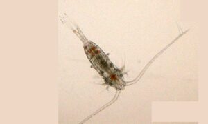 Zooplankton - Marine Biodiversity Portal of Bangladesh