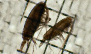 Zooplankton - Marine Biodiversity Portal of Bangladesh