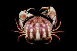 Crabs - Marine Biodiversity Portal of Bangladesh
