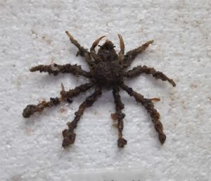 Crabs - Marine Biodiversity Portal of Bangladesh