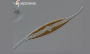 Ceratoneis fasciola - Marine Biodiversity Portal of Bangladesh