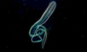 Zooplankton - Marine Biodiversity Portal of Bangladesh